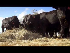 NLIS Cattle Video (Queensland Government)