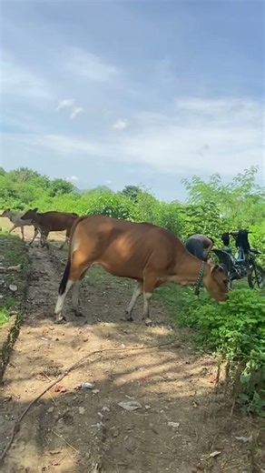 Merawat sapi #MerawatSapi#MemberiMakanSapi#TernakSapi#PeternakanSapi#SapiSehat