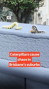 22K views · 85 reactions | Have these caterpillars taken over your...