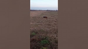 German Shepherds can run fast shorts