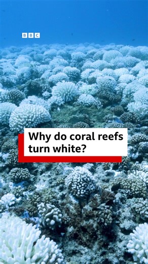 🪸 In 1998, many of the world’s most colourful coral reefs turned deathly white. "It was very scary," says Dr Clive Wilkinson, a marine ecologist who reported the phenomenon which caused shockwaves around the world. It was the first recorded global coral bleaching event in history. Dr Wilkinson explains why rising ocean temperatures caused by climate change are to blame. 🎧 https://bbc.in/3X6Gqpj | BBC World Service
