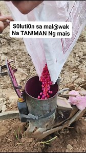 196K views · 424 reactions | Plante/corn seeder #corn #cornseeder #planters #FarmingTips #farming #farmlife #viralreelsシ #viralreels #trendingreels #fypシ゚ | Jasmin Trinidad | Facebook