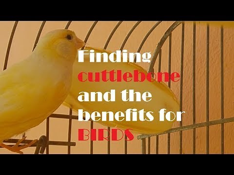 Finding and preparing Cuttlebone for my canary-The great benefits for birds