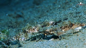 The Pegasus Seamoth is a unique fish with a horse-like head and wing-like pectoral fins, resembling a mythical creature. Unlike most fish, it "walks" across the seafloor using its fins rather than swimming. Well camouflaged, it blends in with the ocean floor to avoid predators. With a small, bony body and a long tail, it feeds on small crustaceans and detritus, making it a rare and fascinating sight in the shallow waters of the Indo-Pacific. Critter Republic Dive Center #seamoth | Critter Hunter