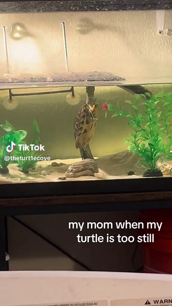 It was peeking👁️ #turtle #fyp #local #pet #fentysuperbrandday