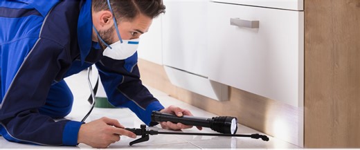 Broadview Heights Pest Control Xperts Strengthens Pest Control Services to Safeguard Homes and Businesses in Broadview Heights, OH