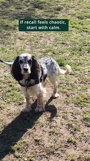 The Secret to a Calm, Connected Gundog Partnership