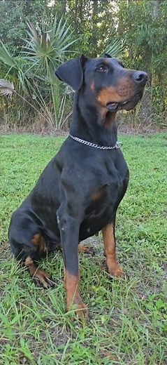 Purebred Health Tested European Doberman Pinscher Female Dos Equis di Lakewood #lakewoodkennels #dog