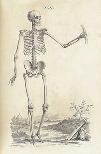 Skeletal remains: The first accurate representation of ‘The Anatomy of Bones’ from 1733