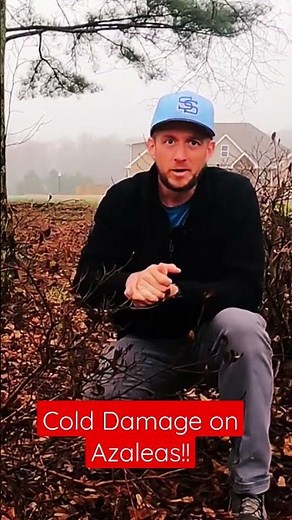 Cold Damage On Azaleas. What To Do To Help Them!
