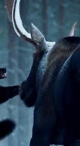 A fearless Wolverine—pound for pound one of the toughest animals on earth—decides to punch way above its weight class. It stalks a massive Moose in the snow and launches a brazen attack, biting the giant's leg! But the Moose is not impressed. With a single, powerful kick, it launches the wolverine through the air like a ragdoll. The predator lands in the snow, realizing it just made a huge mistake, while the moose stands its ground, daring it to try again. | Instant Karma in Nature