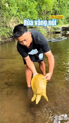 The lucky guy caught a golden turtle in the river and the ending #fishing #cauca
