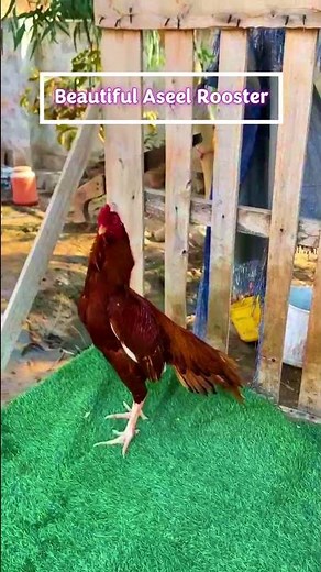Beautiful Aseel Rooster | Peela Aseel Murgha |#aseelbreeder #aseelmurga #aseelfighters #aseellovers
