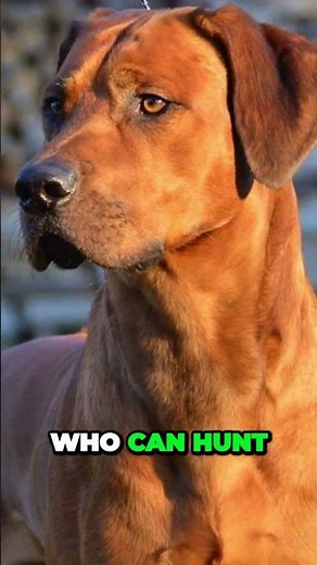 Rhodesian Ridgeback - Interesting Facts