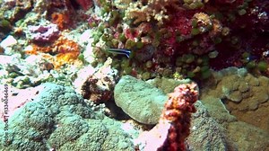 Bluestreak cleaner wrasse swims on a tropical coral reef.