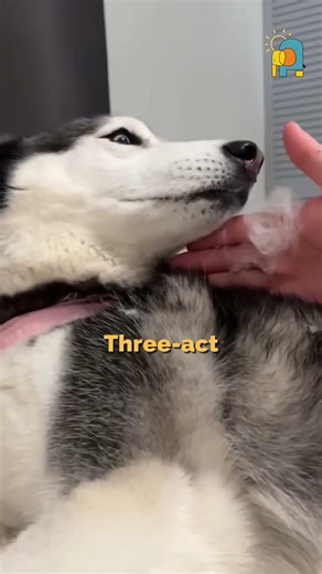 Is There ANY Dog More Dramatic Than a Husky? 🎭🐶