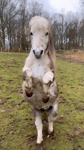 It’s finally Friday!🕺🏼😎 #superponyAlvin #clickertraining #shetlandpony #minishetland #minihorse #snow #sweden #winter #9gag #pubityreels #thedodo #rearinghorse #tricktraining #pony #horsesofinstagram #poniesofinstagram #reels #positivereinforcementtraining #forcefreetraining | playlovelearn.se