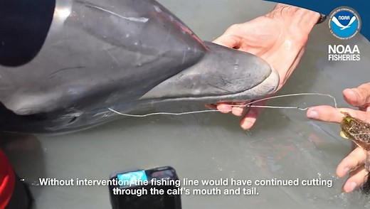 Dolphin freed after becoming trapped in fishing line in Florida