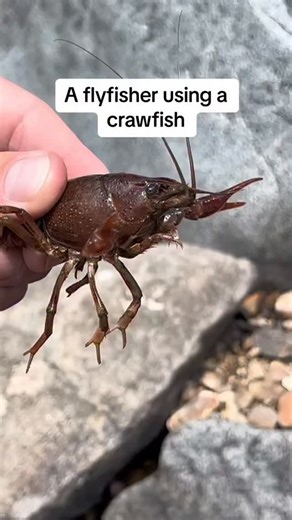 8.5K views | Just becasue im a flyfisher doesnt mean i cant have fun using bait.#flyfishing #flyfishdelawhere #fishingfun #crawfish #crawdad #flyfishinglife #riverfishing #flyfisher | Trout Fishing | Facebook