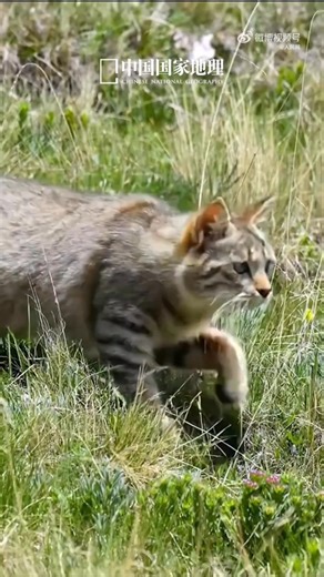 4.8K views · 67 reactions | #Chinese mountain cat: A unique treasure found only in China! This elusive feline, known as the "most mysterious wild #cat," is the only endemic cat species in China, primarily inhabiting the eastern regions of the Tibetan Plateau. #animal #animallover | T-Time HK | Facebook