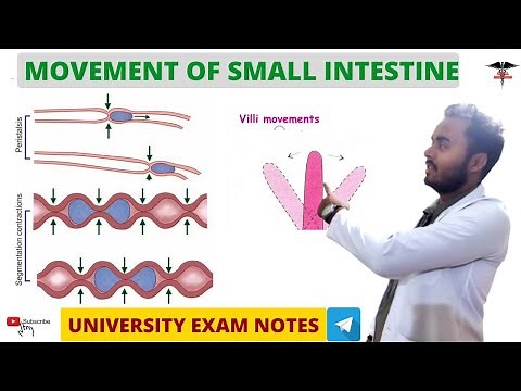 Movement of Small Intestine || Digestive System physiology|| Nursing|| DMLT || BMLT || MBBS Lecturer