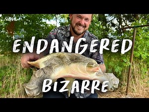 TOP 5 STRANGEST TURTLES (You've Never Seen!)