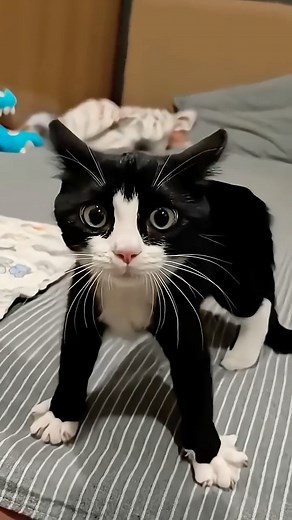 New Cool Tool!& 🥰New Viral Gadgets, Smart Kichen Appliances, Tolls, Utensils, HomeCleaning shorts😻