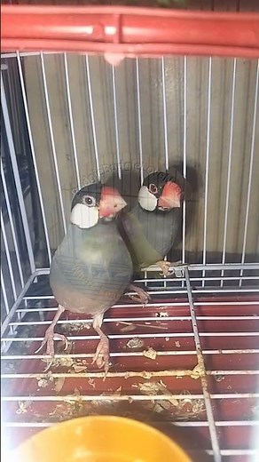 Pair of Java Finches | Love Birds Moments | #BudgieLoveNest