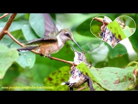 Baby Hummingbird's Heartbeat