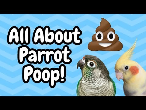 All About Parrot Poop | Bird Health | BirdNerdSophie