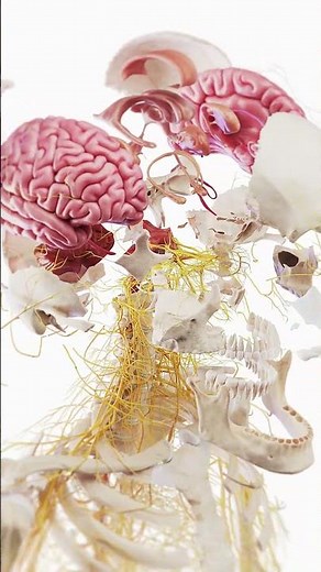 🔬 Exploded View of the Skull & Brain – Structural Insight in Motion #medicalanimation #anatomy