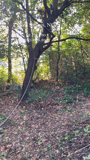 2EzProTreeService 910.299.2925 Tree work done right at an affordable price. Serving a 30-mile radius of UNC PEMBROKE | Ron Branch