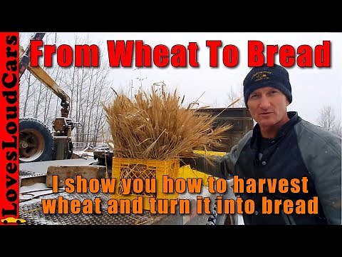 How to turn Wheat into Bread