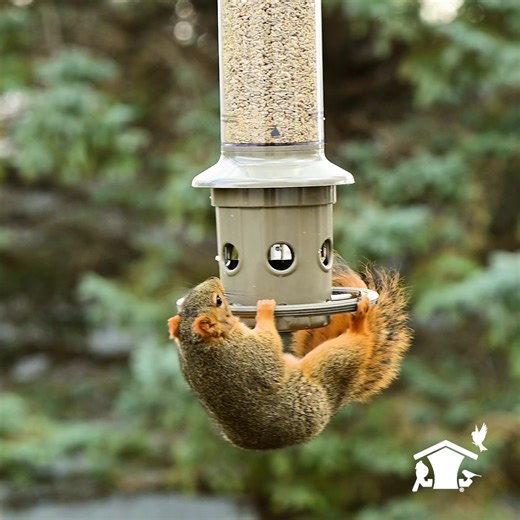 Wild Birds Unlimited invites you to recharge through bird watching. 🌳 Studies show time with nature boosts mood, reduces stress, and creates daily moments of joy—right in your backyard. | Wild Birds Unlimited