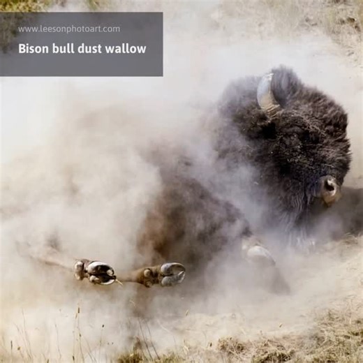 Tom & Pat Leeson on Instagram: ""Bison bull dust wallow" American bison (Bison bison) bull wallowing during summer mating season. While all bison use dust baths to control irritating insects (biting flies, ticks, etc), bulls wallow in dust/dirt during the summer mating season to increase their sex appeal. Link in bio. #bisonbulldustwallow #dirt #buffalo #behavior #bathing #clean #dust #bison #bath #americanbison #americanbuffalo #rut #cleaning #bisonbison #bisonbull #wallow #wallowing #bullbison