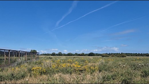 Sound on 🔊 Over the last few months our team released 56 headstarted Curlew in Norfolk! 🙌 The birds are already visiting the coastlines and moving around nicely. Headstarting is when eggs are collected under licence from nests on RAF airbases scheduled for destruction. They're hatched, chicks are reared and then released to boost the local breeding population whilst landscape conservation is put in place. This work is part of the Curlew Recovery Project, funded by Natural England, to help this