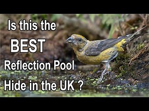 Is this the BEST reflection pool in the UK ? Bird Photography from a hide in a Norfolk Wood