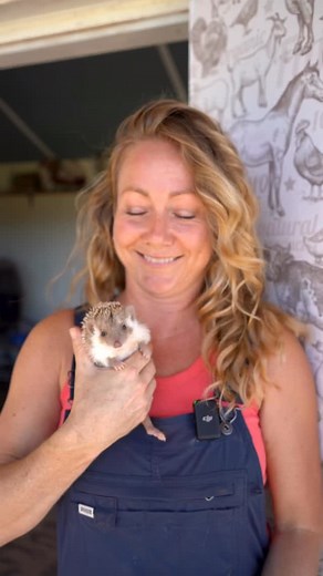 What’s cuter than one hedgehog? Two baby hedgies 🦔🦔 Tiny noses. Tiny wiggles. Maximum squeals of joy. Come get your cuddle fix and make a core memory today. Book your visit now, link in bio ✨ #BabyHedgehogs #HedgehogLove #RoseTherapeuticFarm #GoatYogaKaty #FarmCuddles #AnimalTherapy #FamilyFun #KatyTX #HoustonThings #FeelGoodFarm #DoSomethingJoyful | ROSE Therapeutic Farm & Goat Yoga