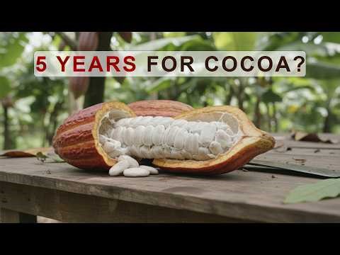 From Tiny Seed to Delicious Pods - The 4 Stage Cocoa Journey
