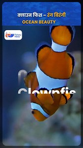 Meet the Clown Fish — Small, Smart & Stunning #ClownFish #OceanBeauty #MarineLife #CoralReefs #FindingNemo #SeaAnemone #UnderwaterWorld #MarineEcosystem | Fishery.News