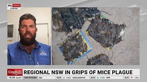 5K views · 53 reactions | Sky News host Peta Credlin has spoken to the NSW Farmers Federation's Brent Morton about the mice plague affecting regional and rural communities across New South Wales and how farmers and government are dealing with the issue. | Sky News Australia | Facebook