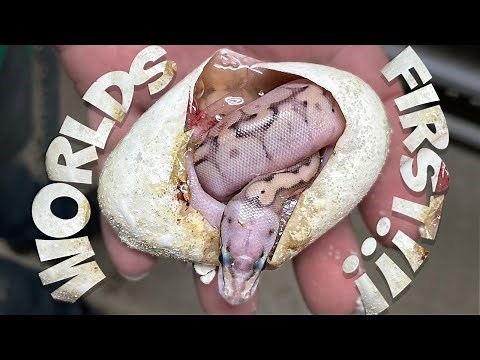 8 GENE WORLDS FIRST BALL PYTHONS!! | BRIAN BARCZYK