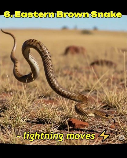 🐍 Top 10 Fastest Snakes in the World 🌍 | Speed Demons of the Wild