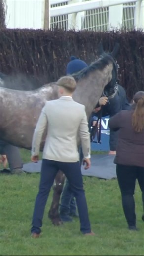 The best sight! 👍 Il Etait Temps up on his feet after falling in the Clarence House Chase! | At The Races