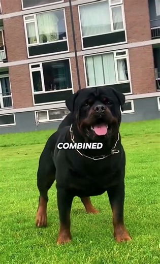 Rottweiler News and Info