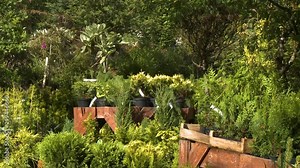 A large number of large, healthy ferns, bushes, and flowers in pots on and around wooden tables at a garden center, with a forest behind