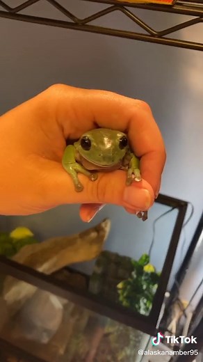 Cleaning the Frog Tank: A Complete Guide