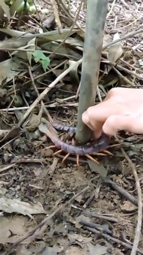 3.5K views | Pretty girl Find Centipede cook on rock - cooking eating delicious | Galvin Planet | Facebook