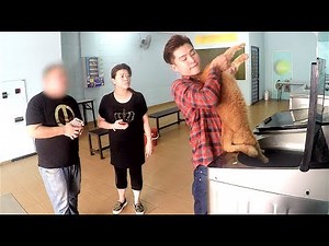 Washing cute cats and kittens in a washing machine