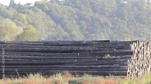 Water pile of logs (stack of logs, log deck). Sprinkler irrigation as way of preserving wood - creating microclimate and oxygen-free environment for fungi and forest pests. Wood industry in France